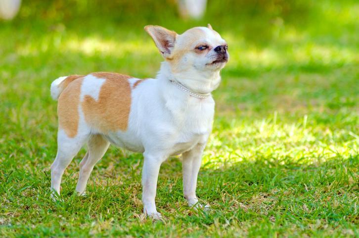 10 Things you didn't Know about Chihuahuas