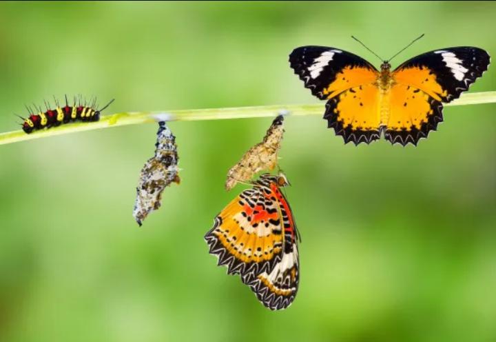 How Do Butterflies Reproduce? - The Reproductive Cycle of Butterflies