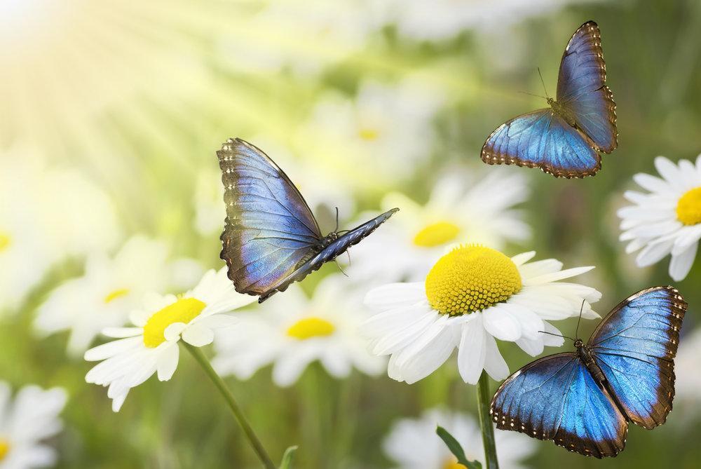 How Do Butterflies Reproduce? - The Reproductive Cycle of Butterflies