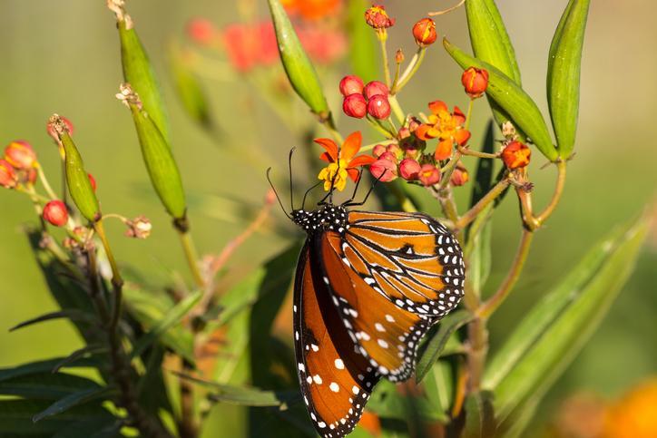 How Do Butterflies Reproduce? - The Reproductive Cycle of Butterflies
