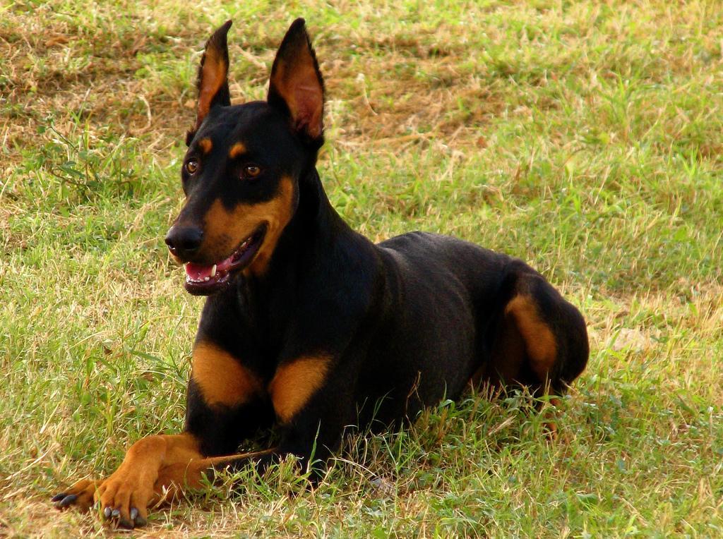 TOP 20 Elegant Dog Breeds in the World