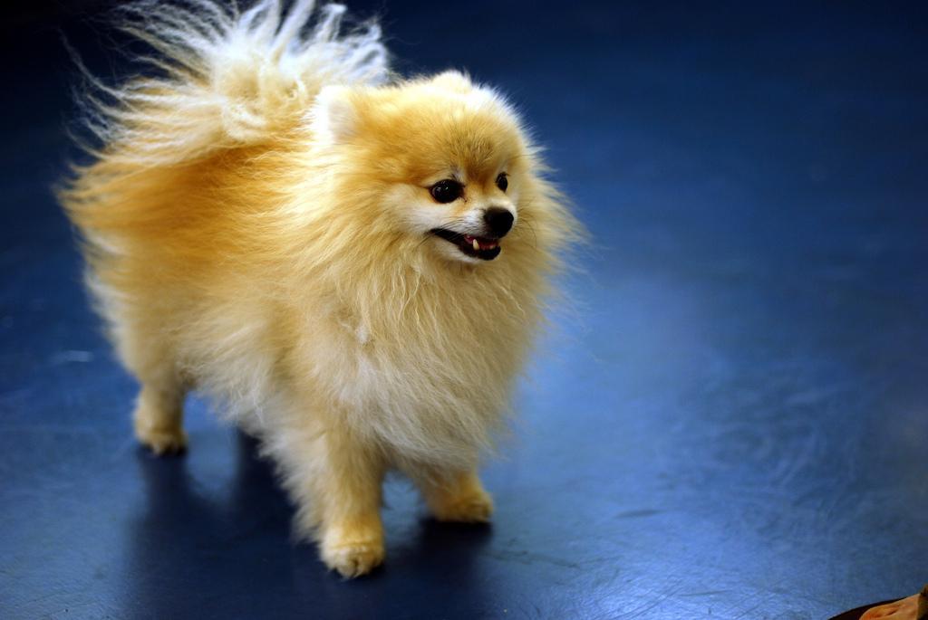 TOP 20 Elegant Dog Breeds in the World
