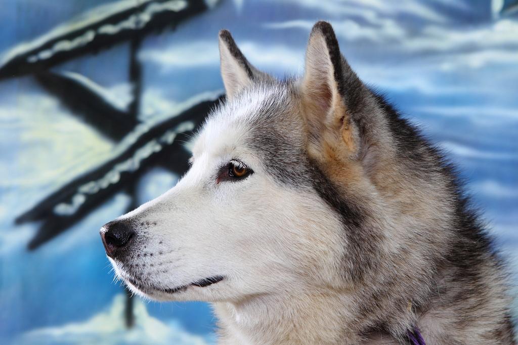 TOP 20 Elegant Dog Breeds in the World