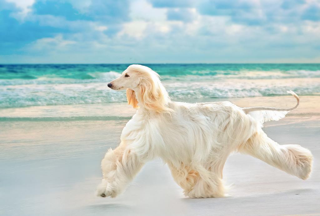 TOP 20 Elegant Dog Breeds in the World