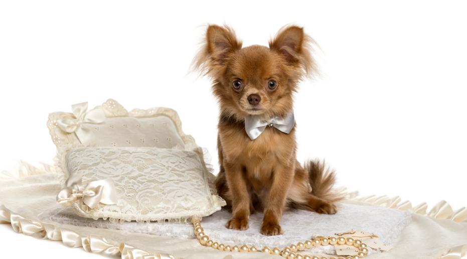 TOP 20 Elegant Dog Breeds in the World