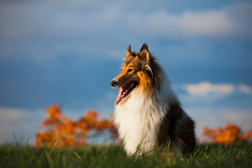 TOP 20 Elegant Dog Breeds in the World