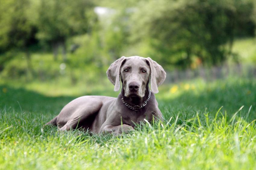 TOP 20 Elegant Dog Breeds in the World