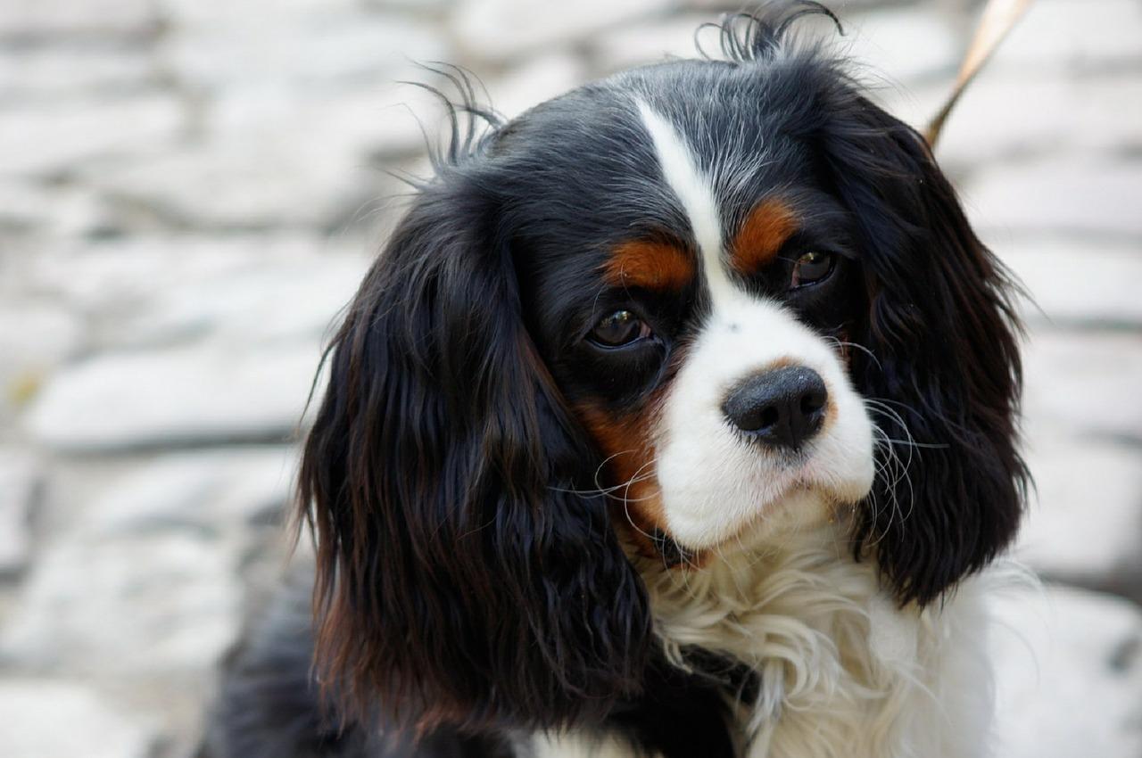 TOP 20 Elegant Dog Breeds in the World