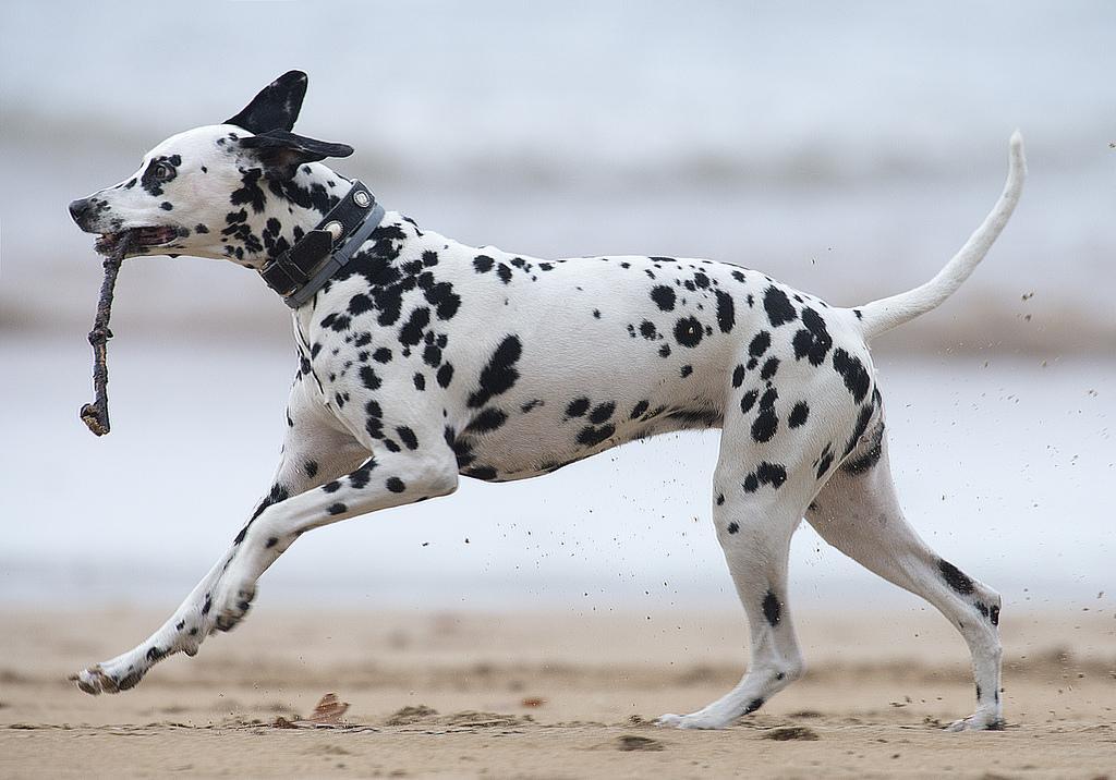 TOP 20 Elegant Dog Breeds in the World
