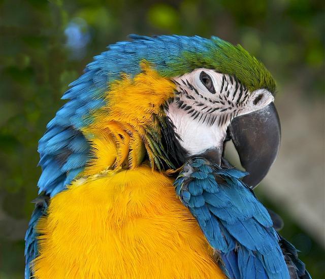 Macaws as Pets - Types of Macaws and Basic Care