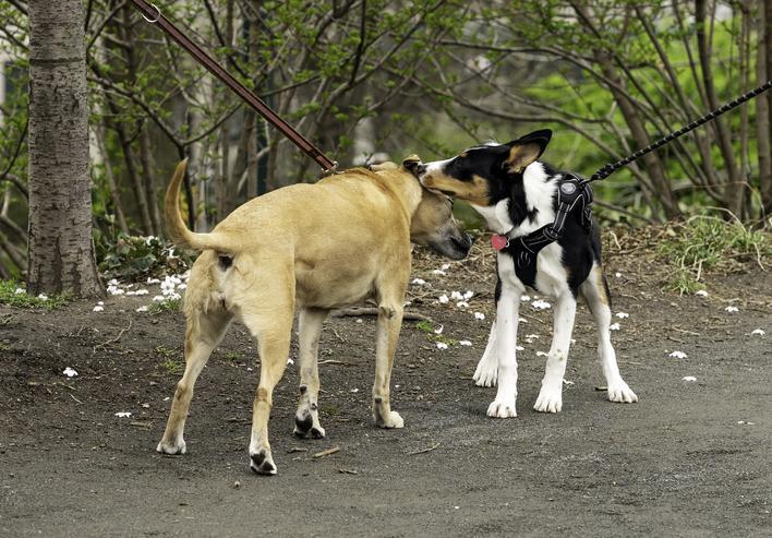 Types of Dog Greeting Behavior - How Dogs Greet Each Other & Humans