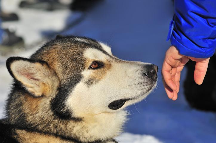 Types of Dog Greeting Behavior - How Dogs Greet Each Other & Humans