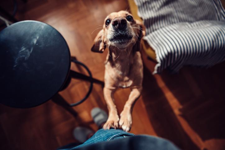 Types of Dog Greeting Behavior - How Dogs Greet Each Other & Humans