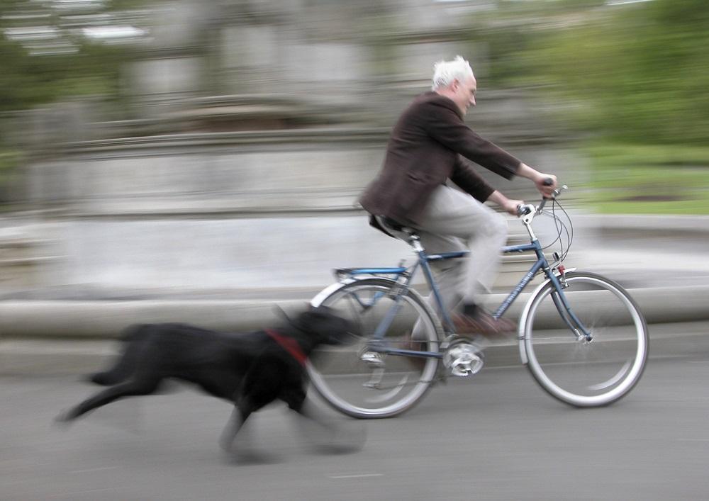 Why Do Dogs Chase Moving Vehicles? - Causes and Solutions