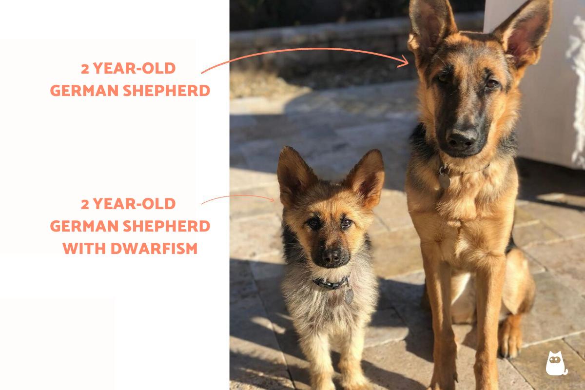 Can Dogs Have Dwarfism? - Dwarfism in Dogs