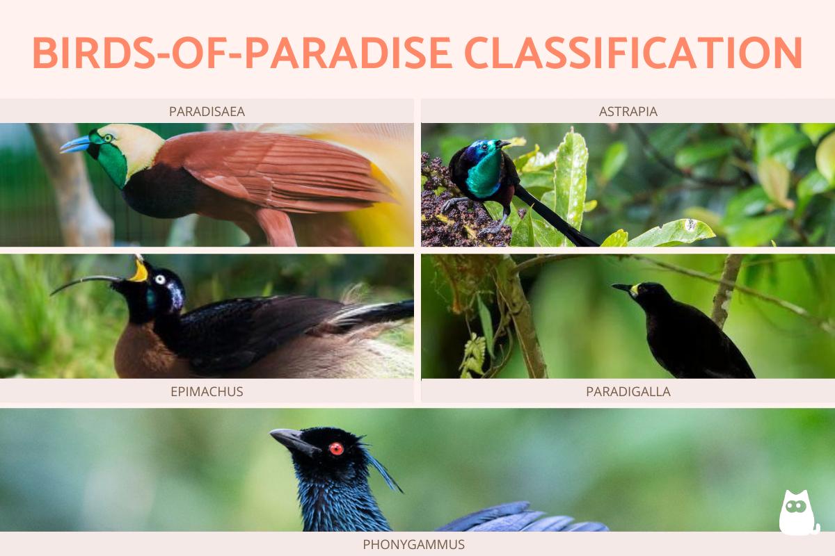 Types of Birds-of-Paradise Species - List With Photos
