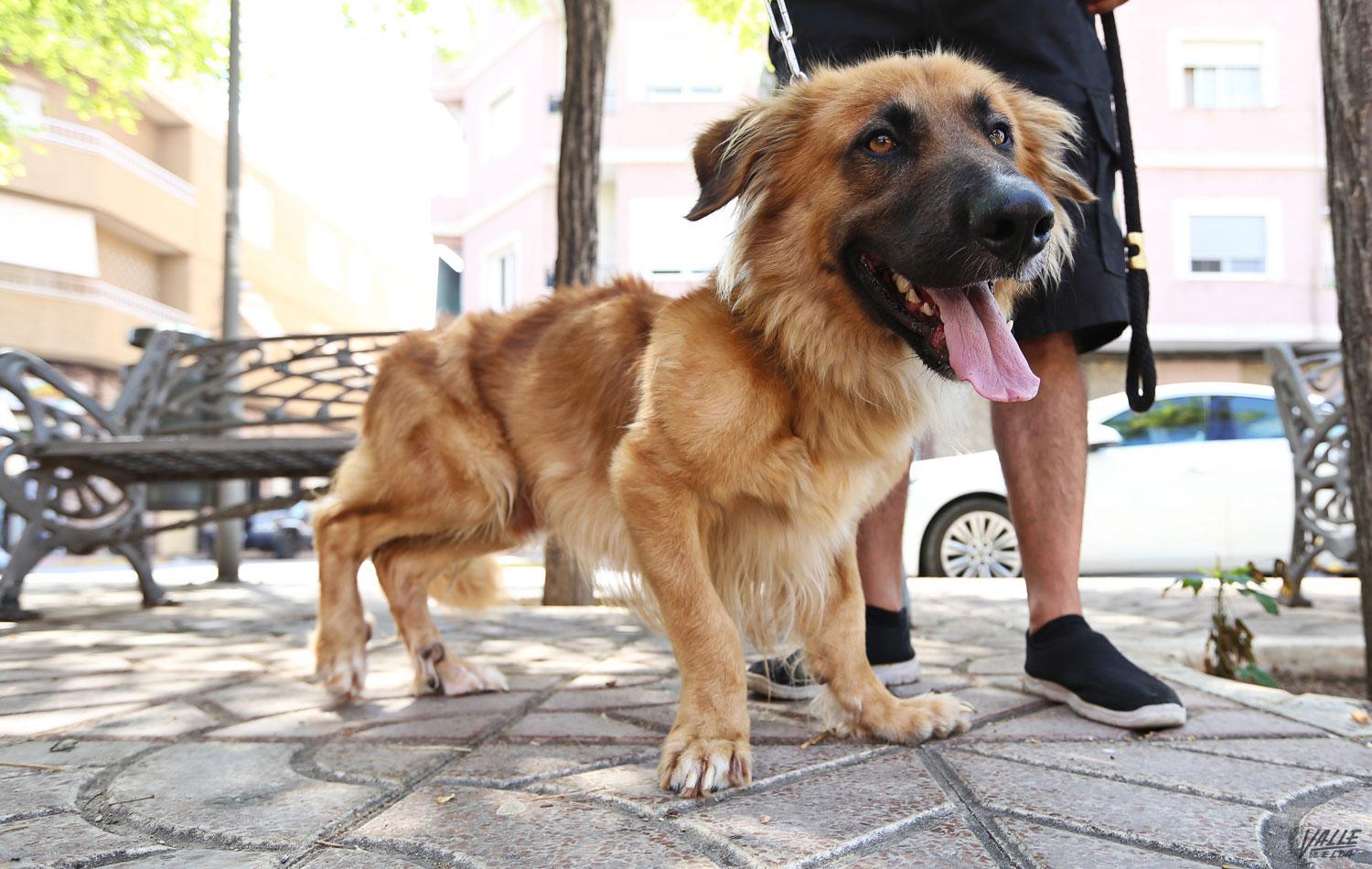 Can Dogs Have Dwarfism? - Dwarfism in Dogs