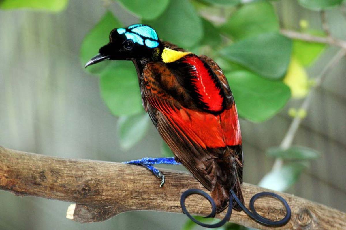 Types of Birds-of-Paradise Species - List With Photos