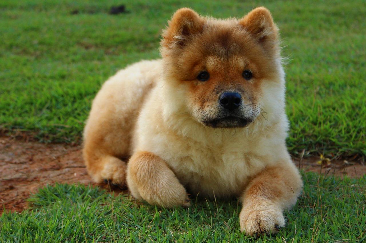 Chow Chow Names - Males and Females - over 200!