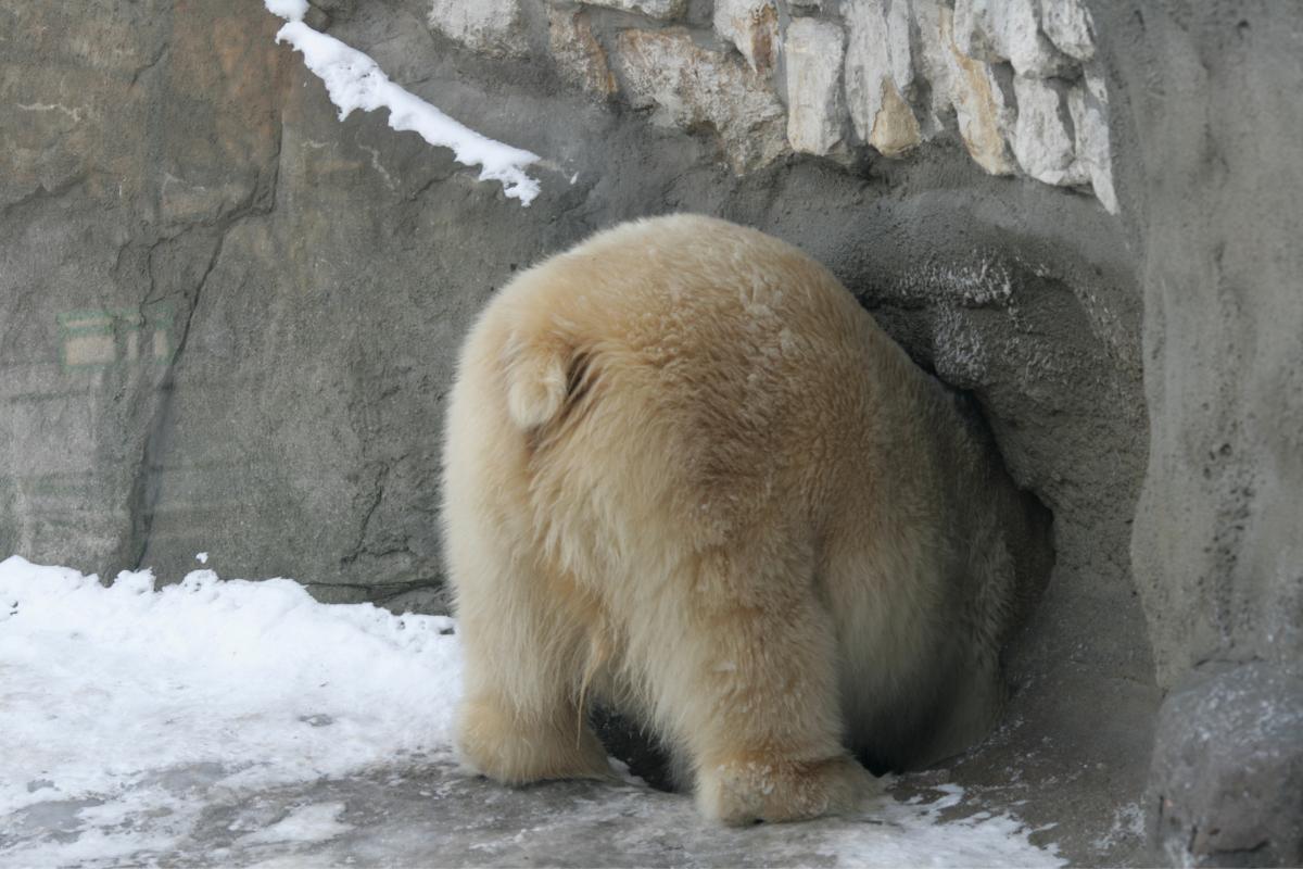 Polar Bears - 20 Amazing Facts & Hidden Secrets