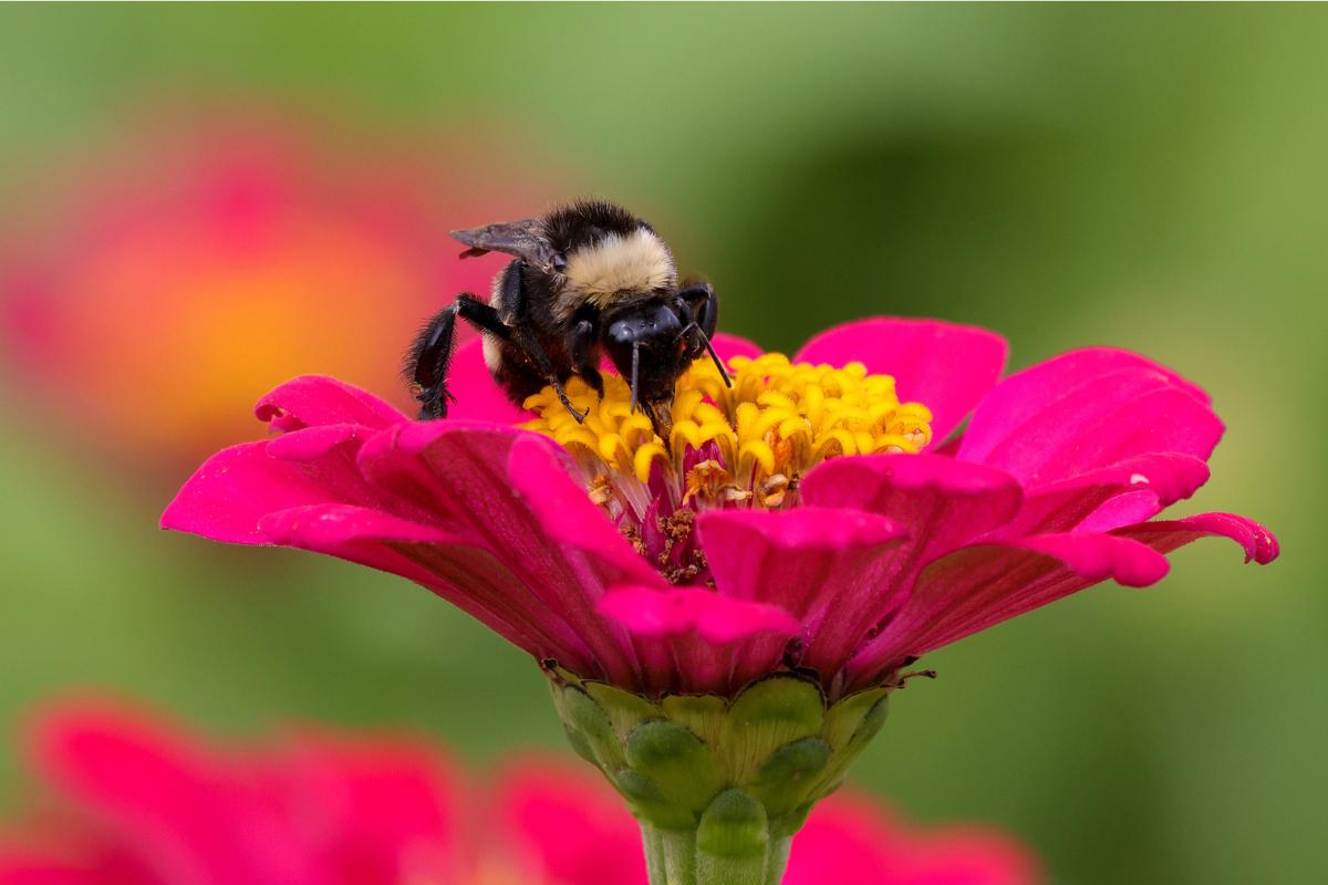 A Step-by-Step Guide to Honey Production - From Flower to Hive