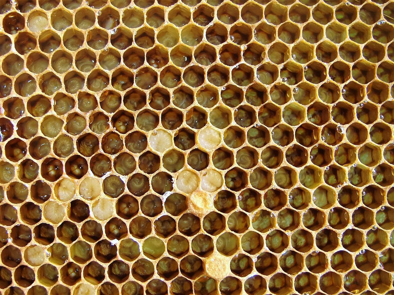A Step-by-Step Guide to Honey Production - From Flower to Hive