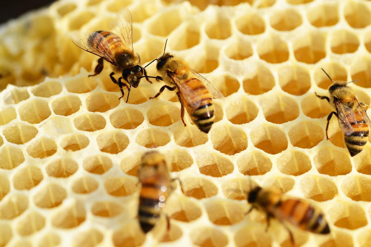 A Step-by-Step Guide to Honey Production - From Flower to Hive