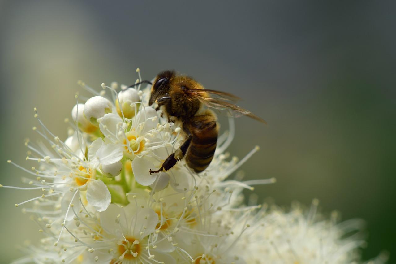 A Step-by-Step Guide to Honey Production - From Flower to Hive
