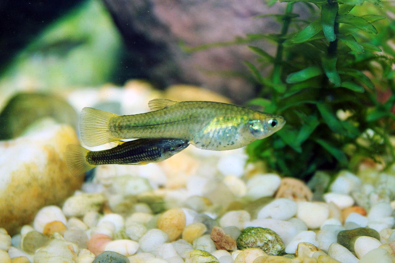 Types of Freshwater Fish - With Names and Photos