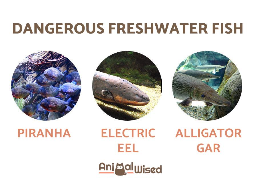 Types of Freshwater Fish - With Names and Photos