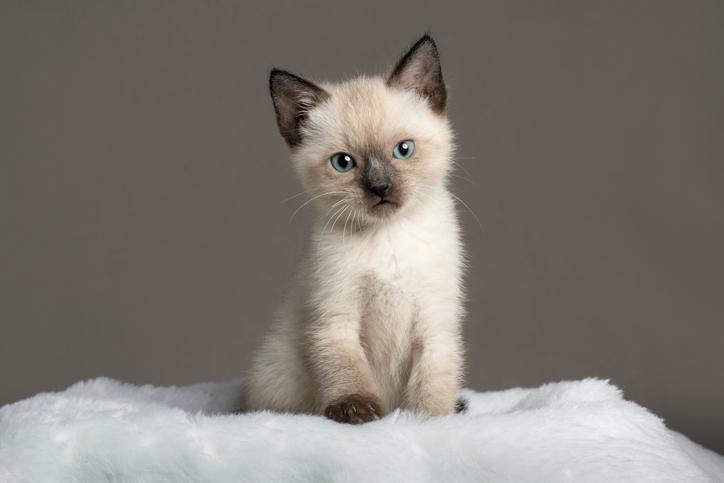 200+ German Names for Cats - Male & Female + Meanings