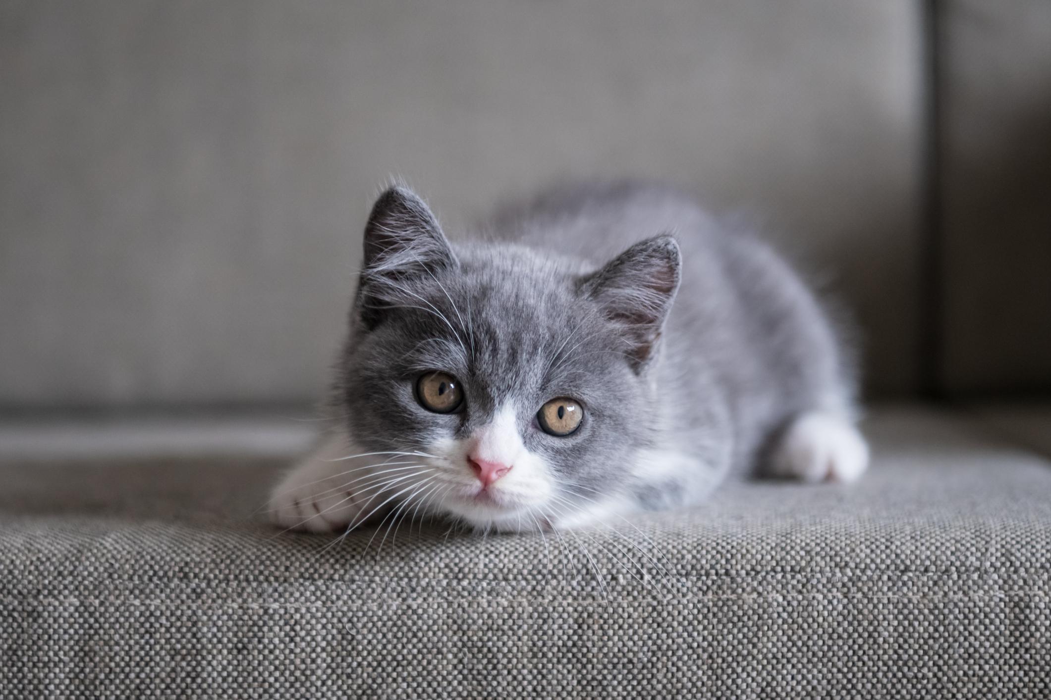 200+ German Names for Cats - Male & Female + Meanings