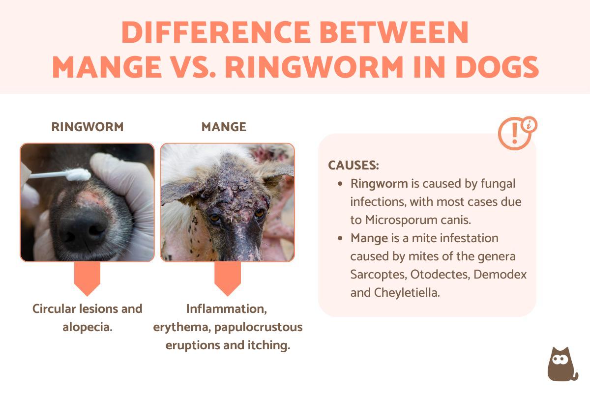 Difference Between Mange vs. Ringworm in Dogs - With Photos