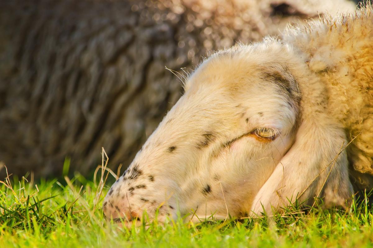Common Sheep Diseases - Causes and Symptoms