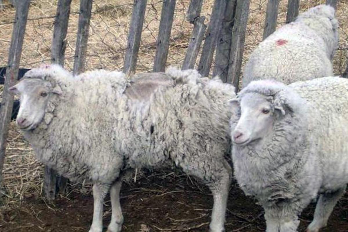Common Sheep Diseases - Causes and Symptoms