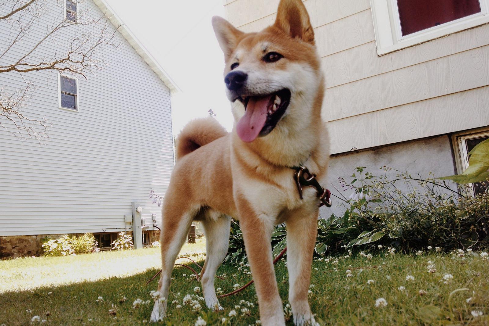 How to Stop My Shiba Inu Biting Me - Why They Bite and What to Do