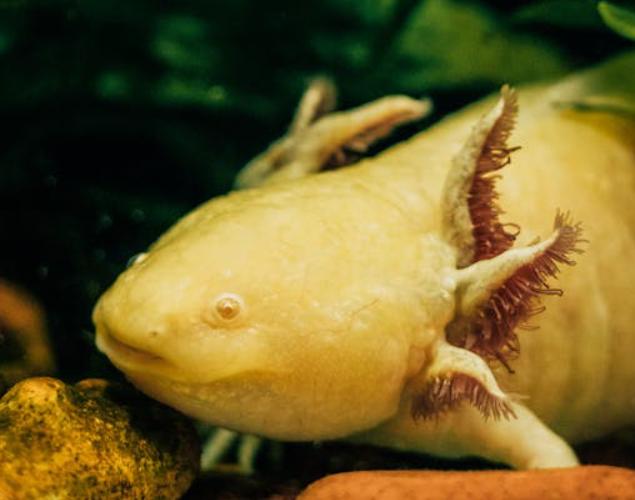 Complete Guide to Axolotl Habitat - Distribution, Threats, and Conservation