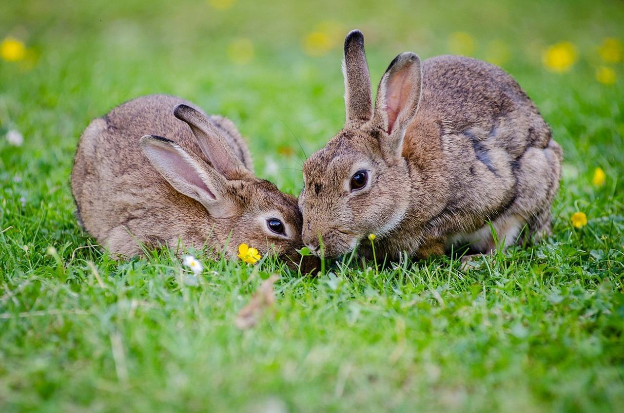 How Do Rabbits Mate? - Complete Bunny Reproduction Guide