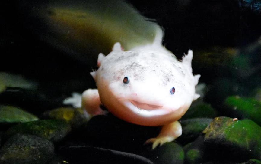 Complete Guide to Axolotl Habitat - Distribution, Threats, and Conservation
