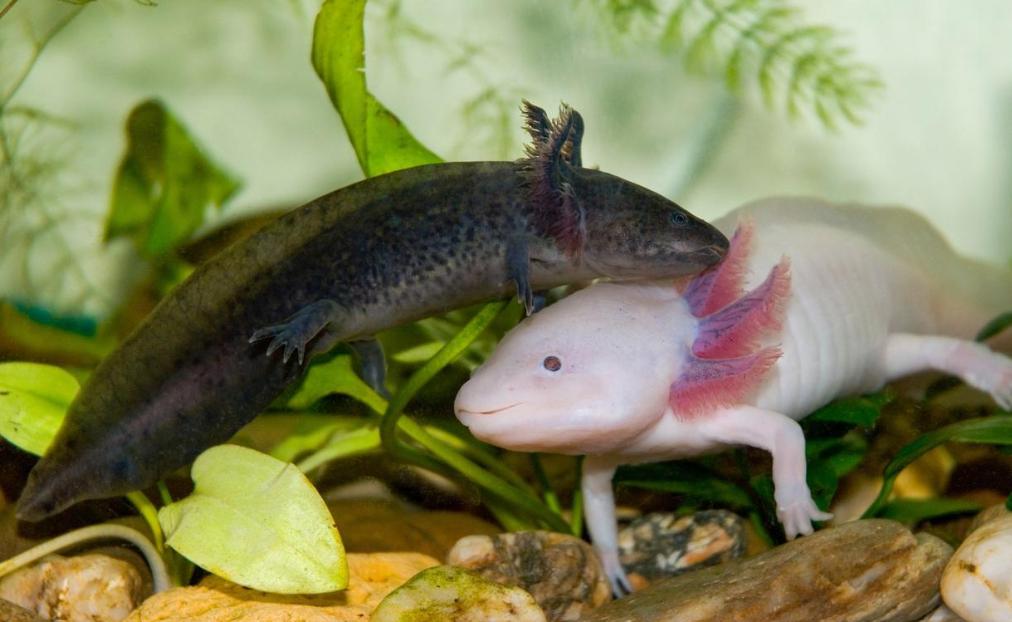 Complete Guide to Axolotl Habitat - Distribution, Threats, and Conservation