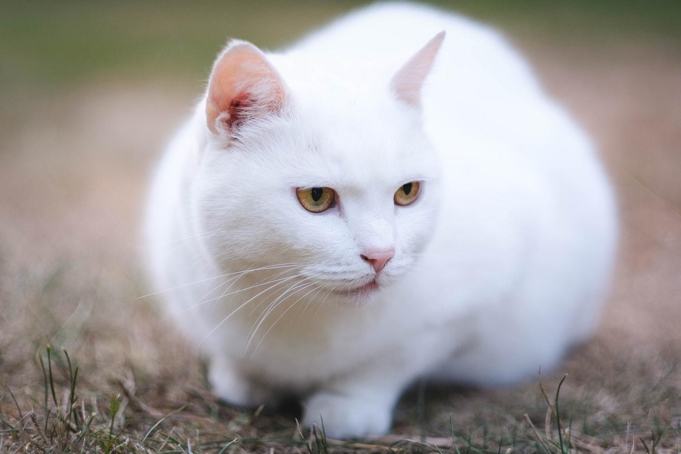 20+ White Cat Breeds - Blue Eyes, Green Eyes - Full List With Photos