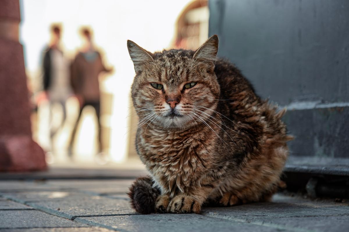What is a Feral Cat? - Characteristics, Behavior, and How to Identify