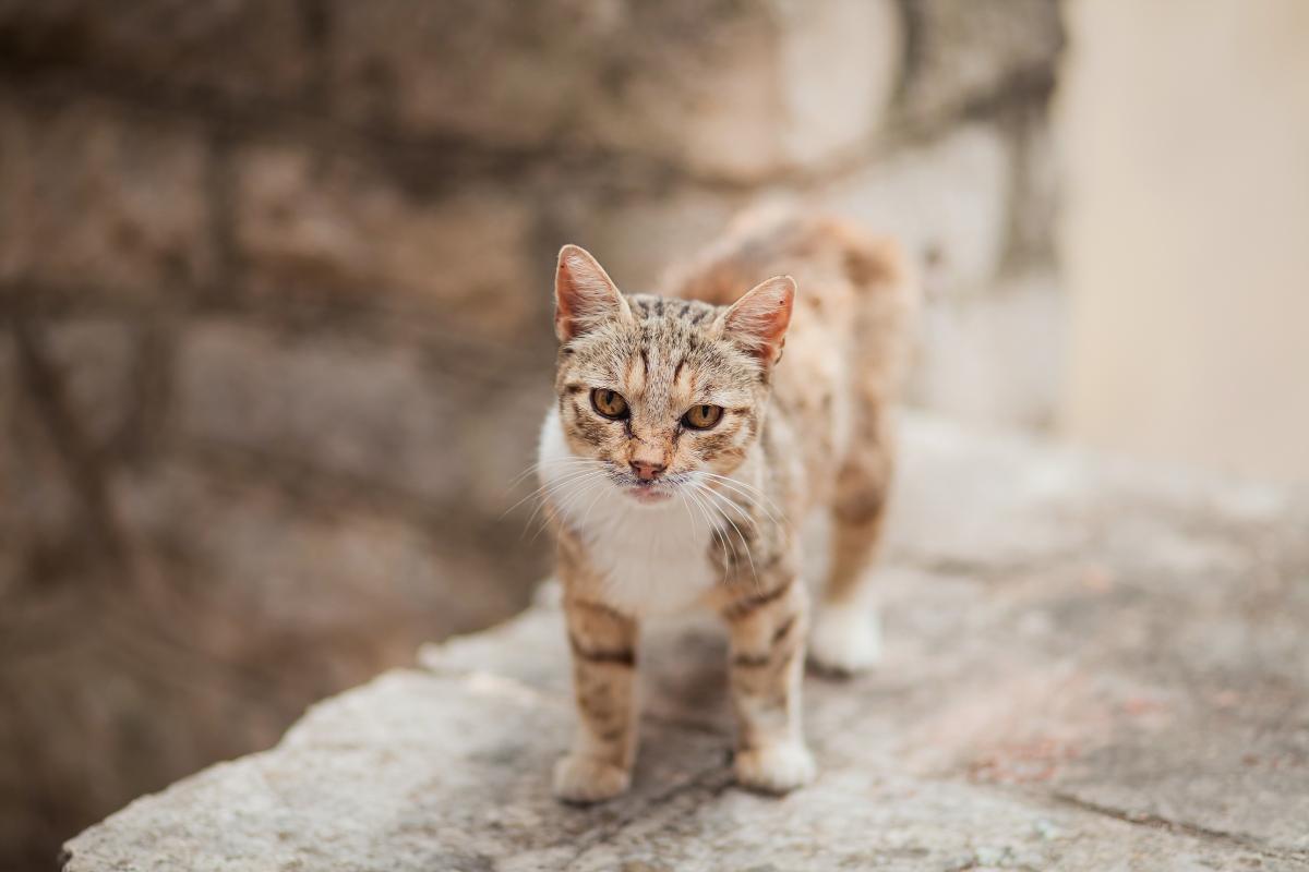 What is a Feral Cat? - Characteristics, Behavior, and How to Identify