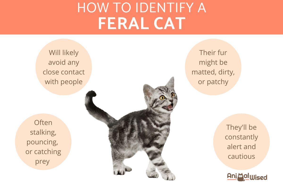 What is a Feral Cat? - Characteristics, Behavior, and How to Identify