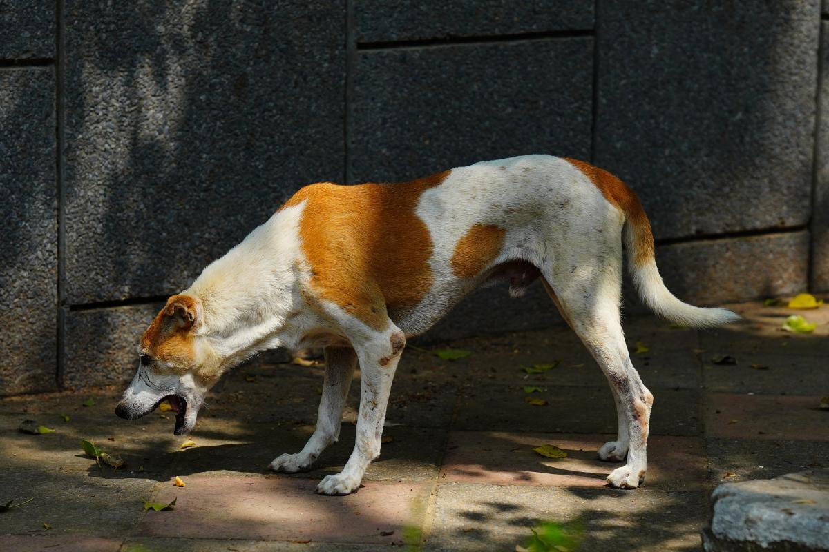 5 Anesthesia for Dogs Side Effects - Sedation Effects