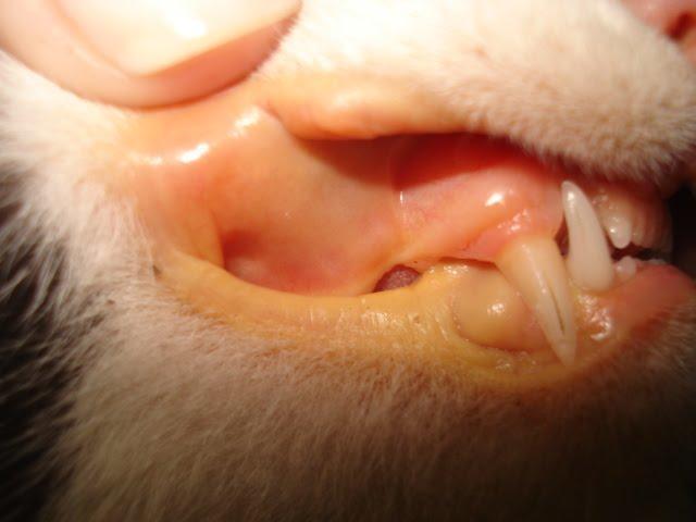 Why Is My Cat's Skin Turning Yellow? - Jaundice (Icterus) in Cats