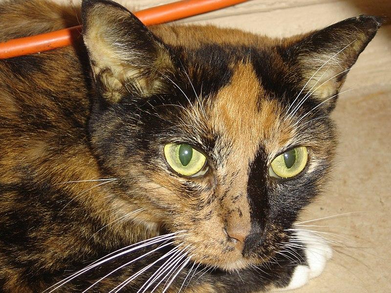 Why Is My Cat's Skin Turning Yellow? - Jaundice (Icterus) in Cats