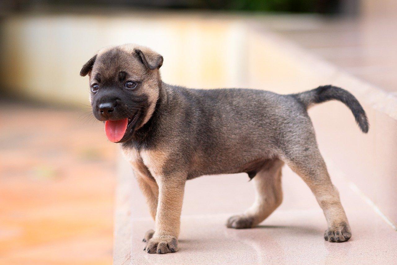 200+ Dog Names that Start with C - Male & Female Names