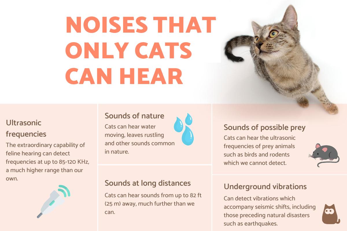 Noises That Only Cats Can Hear - Only They Can Hear These Sounds