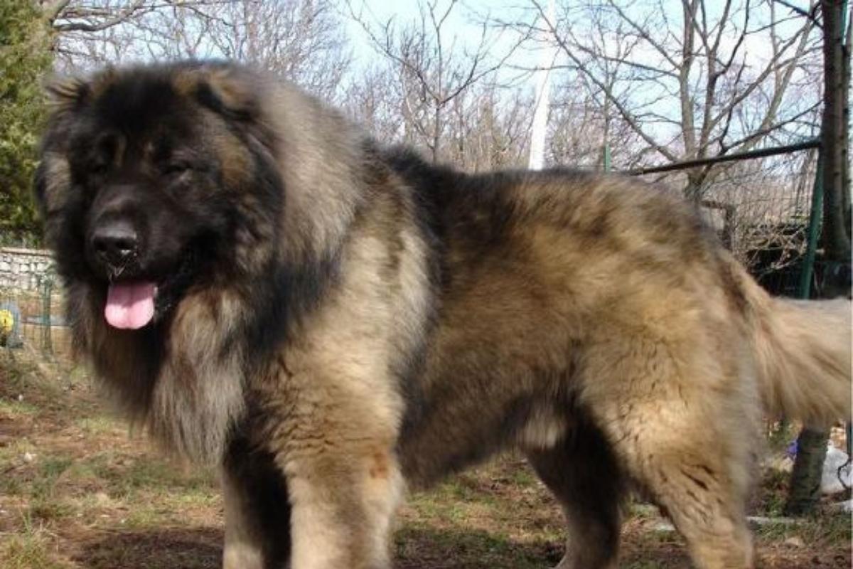 12 Dog Breeds With the Shortest Life Expectancy - With Photos